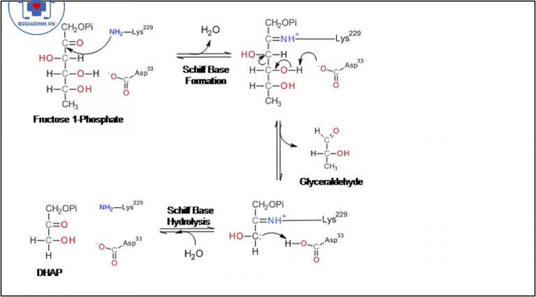 ALDOLASE là gì? Xét nghiệm aldolase dùng để làm gì? – Bác sĩ gia đình ...