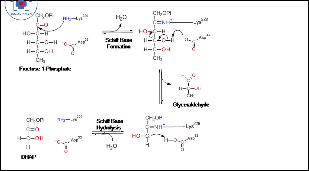 ALDOLASE là gì? Xét nghiệm aldolase dùng để làm gì? – Bác sĩ gia đình ...