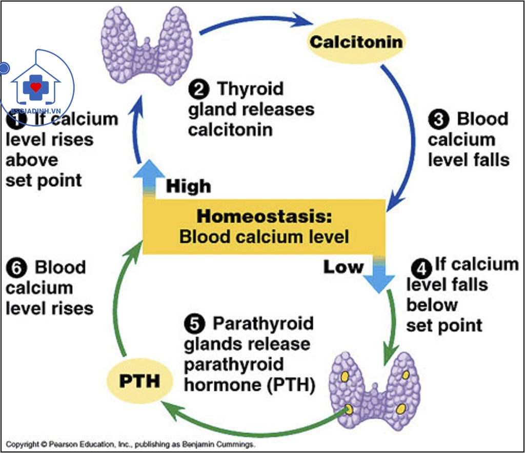 CALCITONIN là gì? Xét nghiệm CALCITONIN để làm gì? – Bác sĩ gia đình TP.HCM