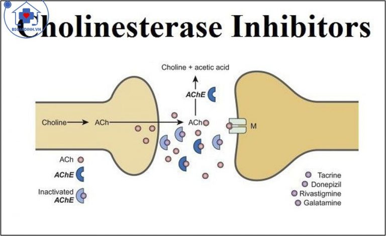 CHOLINESTERASE là gì? Xét nghiệm CHOLINESTERASE để làm gì? – Bác sĩ gia ...