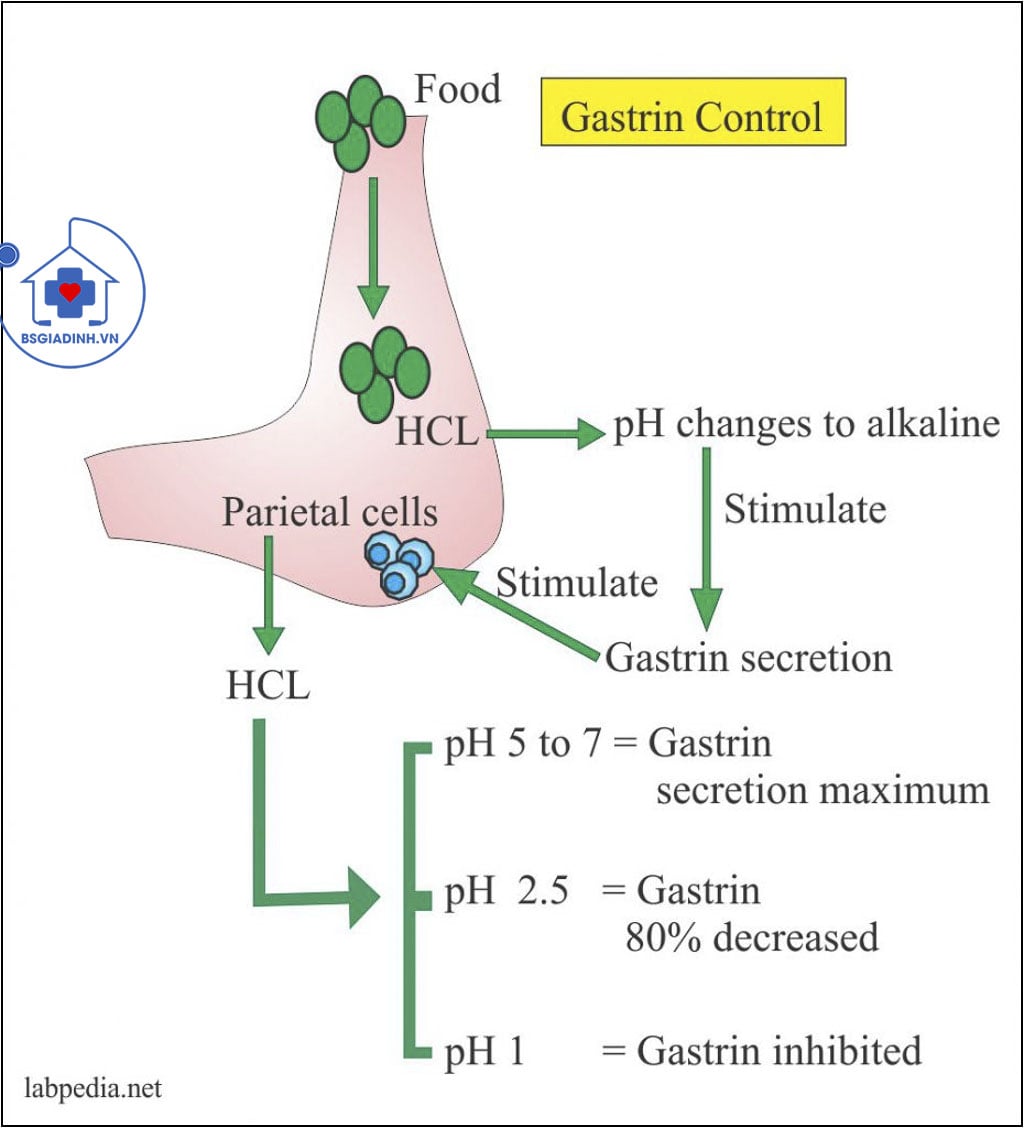 GASTRIN là gì? Khi nào cần làm xét nghiệm GASTRIN? -Bác sĩ gia đình TP.HCM