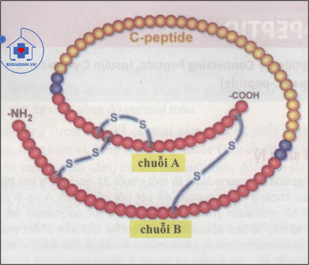 C-PEPTID là gì và xét nghiệm C-PEPTID để làm gì? – Bác sĩ gia đình TP.HCM
