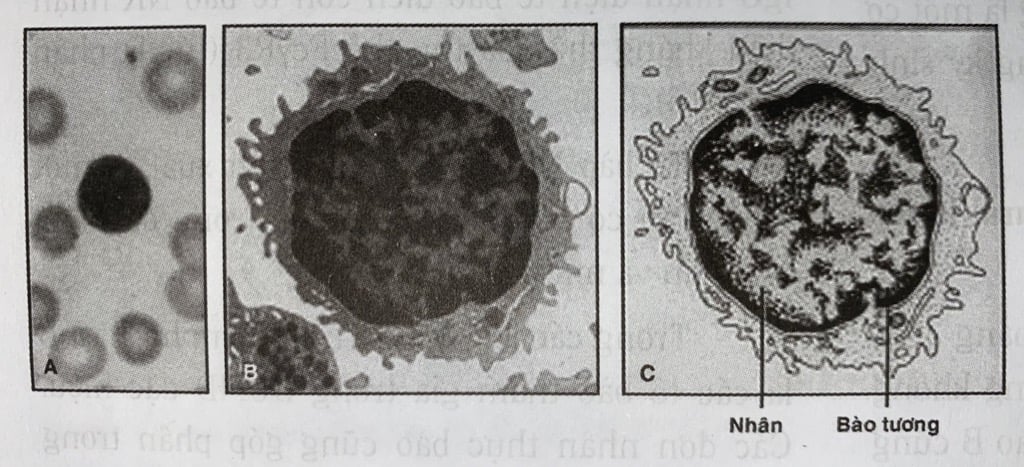 CƠ SỞ NHẬN DẠNG VÀ PHÂN BIỆT CÁC TẾ BÀO MIỄN DỊCH – Bác sĩ gia đình TP.HCM